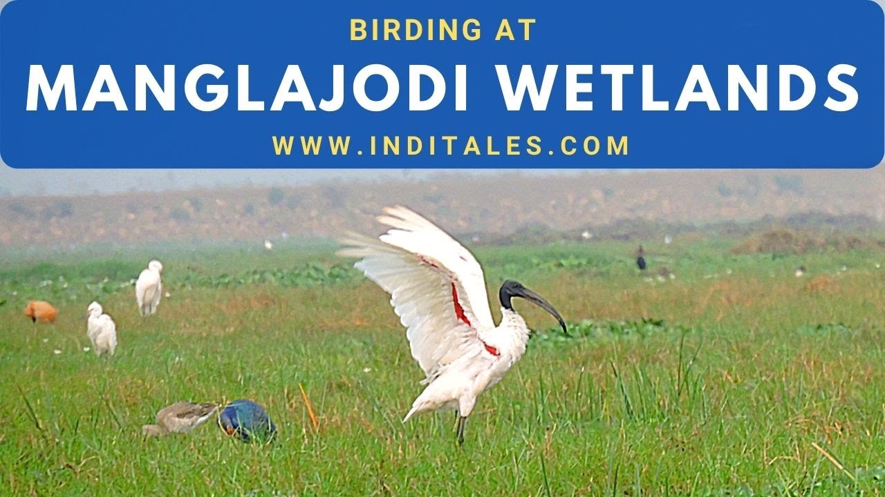 Must explore Waterbirds heaven Mangalajodi wetlands boat ride on the ...