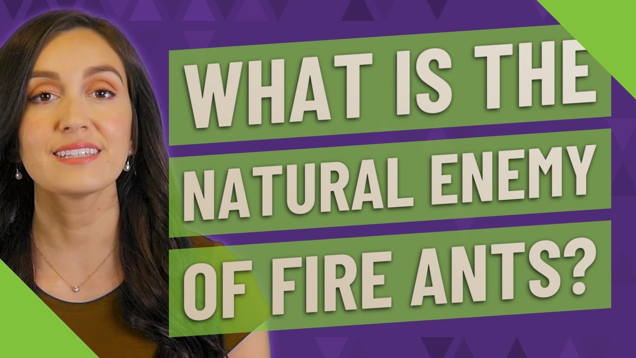 What is the natural enemy of fire ants? - YouTube
