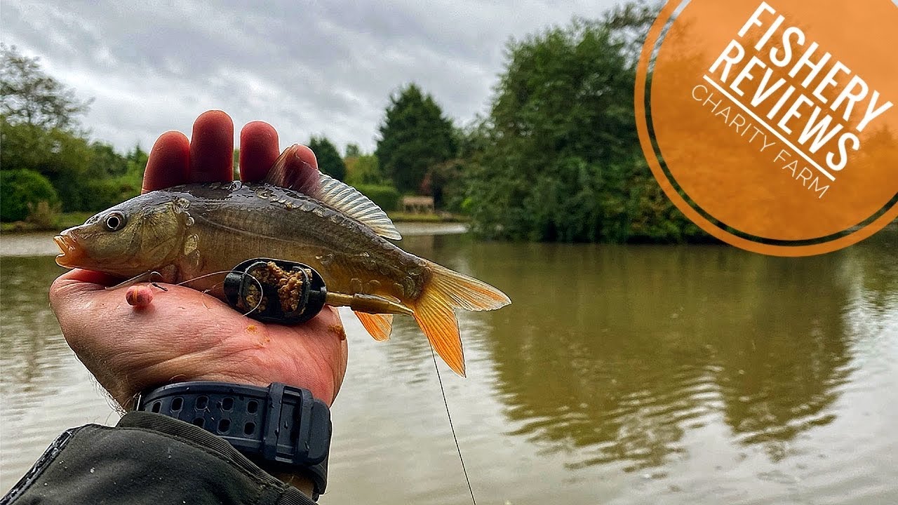 Hundreds of Mini Carp Attack my Method Feeder! Charity Farm | Fishery ...