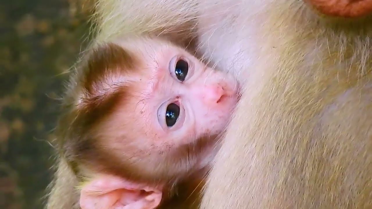 Mum Joli's Gentle Care for Baby Jenifer #monkeynay #babymonkey #monkey ...