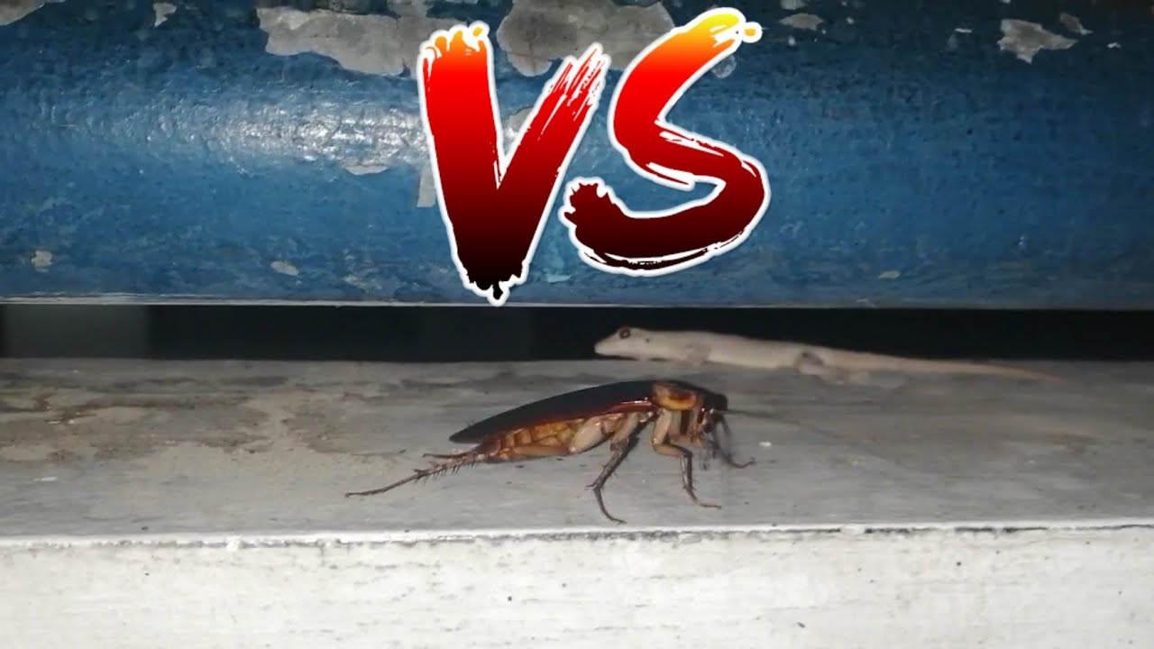BIG Cockroach VS Lizard (Insect Fight) - YouTube