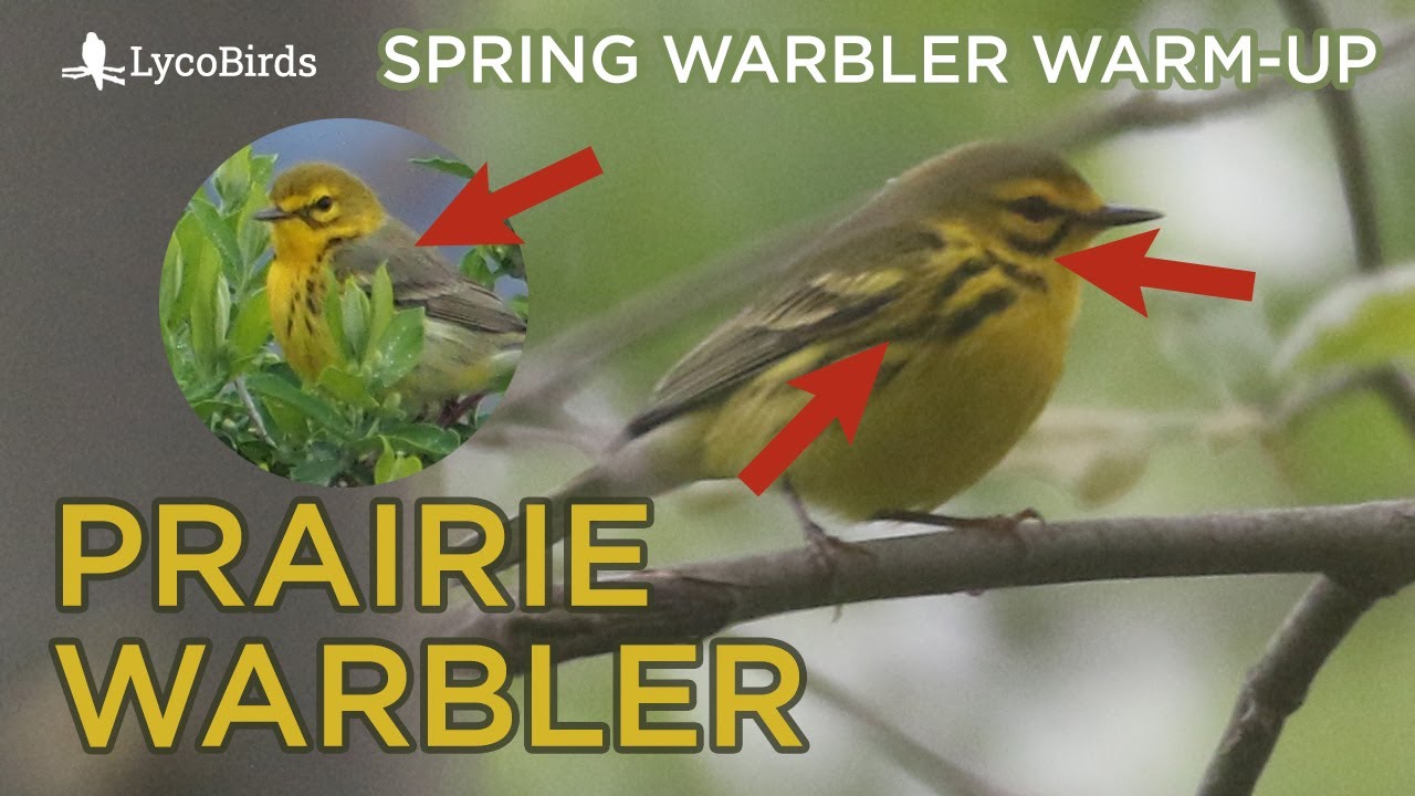 Prairie Warbler Identification | Spring Warbler Warm-up - YouTube