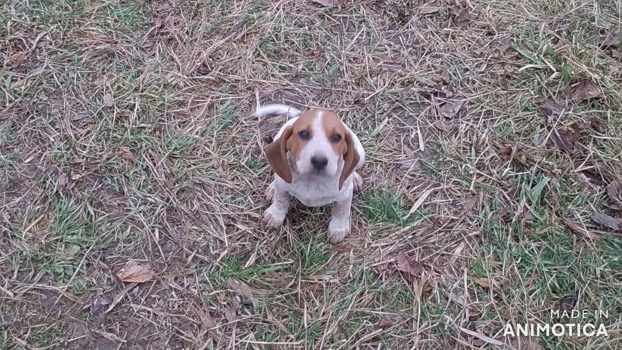 Super cute Redtick Coonhound/Beagle puppy - YouTube