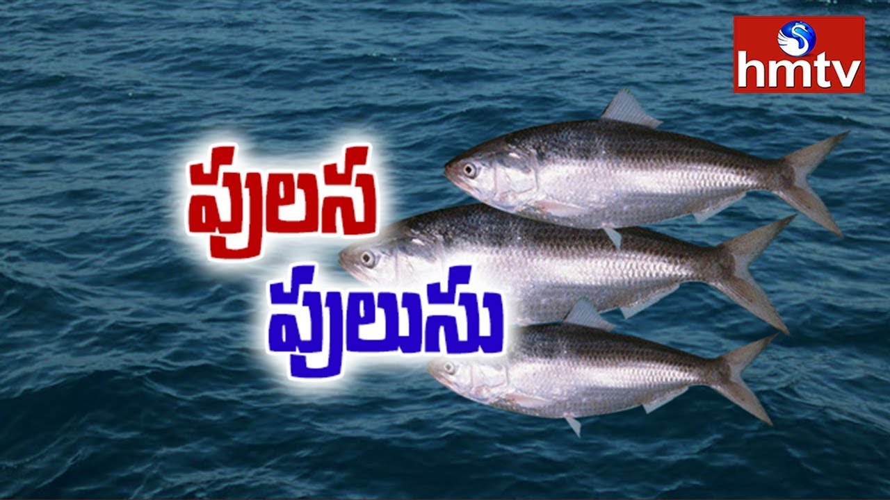 Pulasa fish | Special Story on Godavari Special Costly Fish | hmtv ...