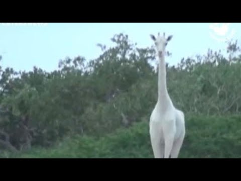 Incredibly rare white giraffes spotted in Kenya - YouTube