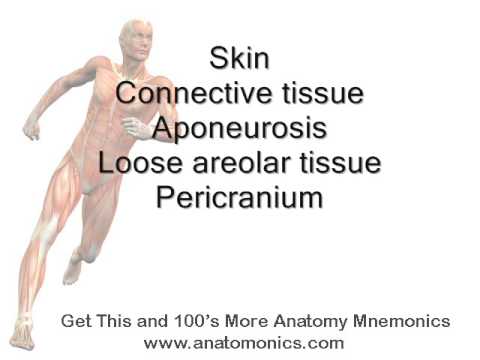 Scalp Layers Mnemonic - YouTube