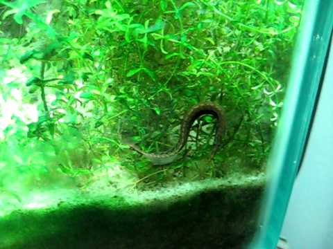 Macrognathus Circumcinctus (Half-banded spiny eel) - "Moréia tigre ...