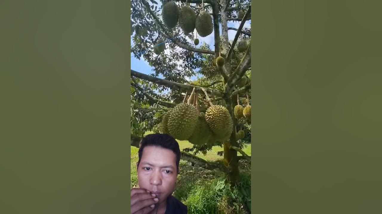 Pohon duriannya mantap banget #fruit #buahdurian #duren #durian #buah #buahbuahan #shorts #short ...