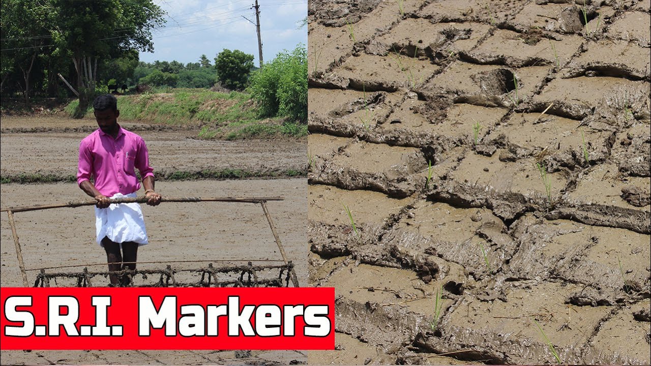 ஒற்றை நாற்று நடவில் மார்க்கர் பயன்பாடு | செம்மை நெல் சாகுபடி | SRI ...
