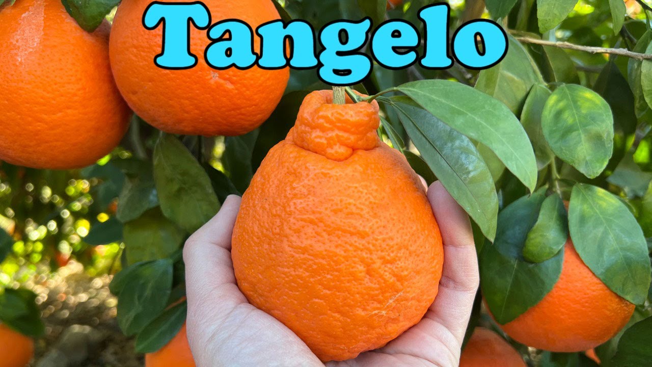 Tangelo Tree