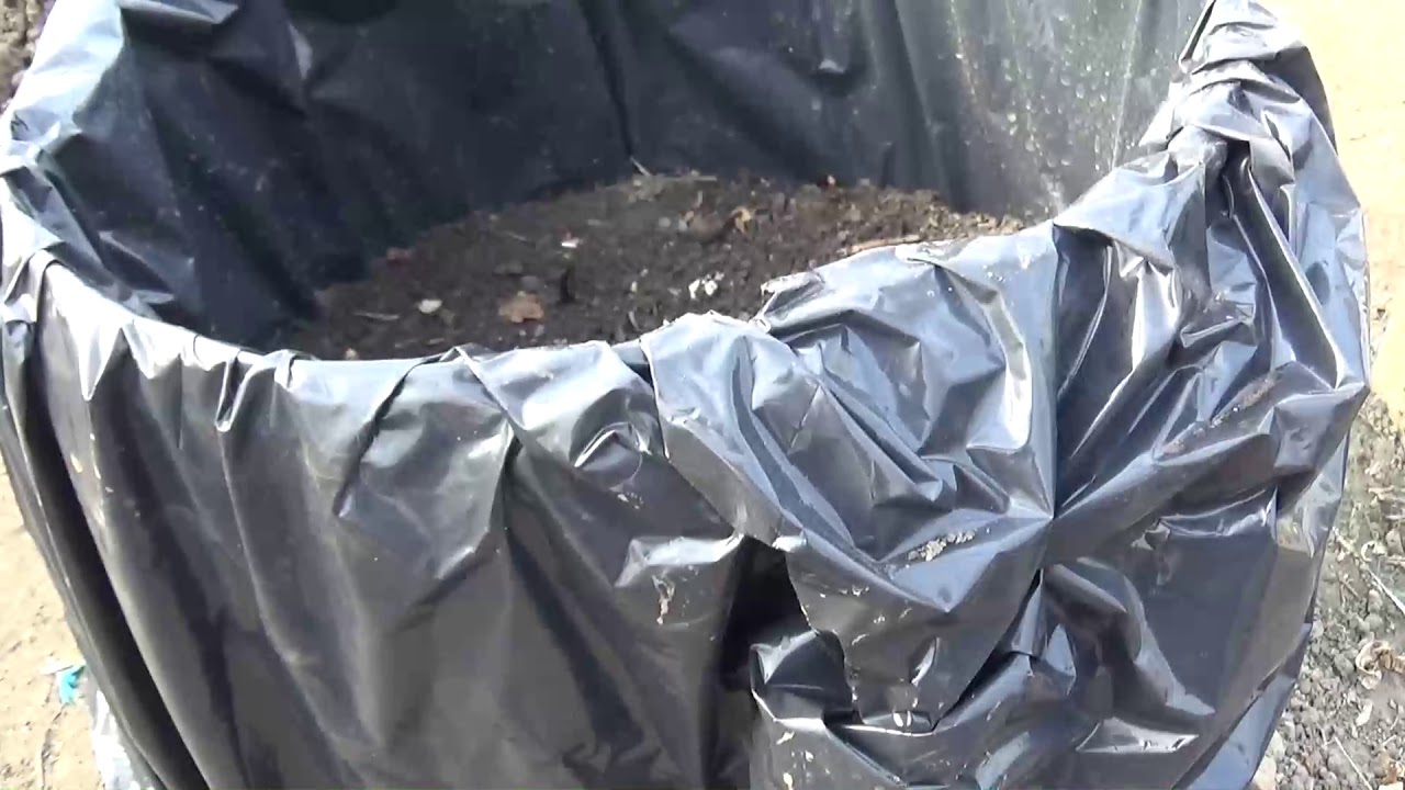 Germinarea semintelor de rosii (prima parte) - YouTube