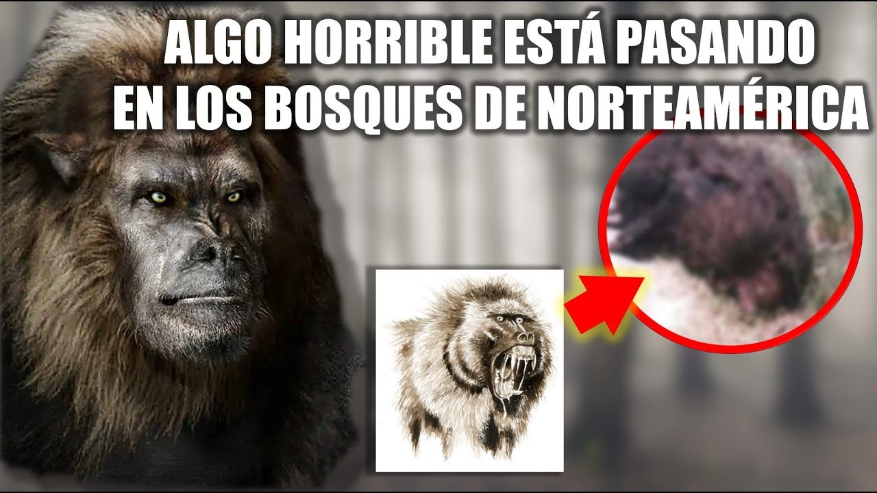 ¿Simios Gigantes, Súper Hombres Salvajes o Demonios? | MISTERIO de los ...