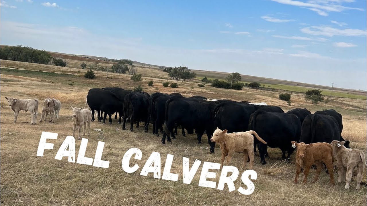 Fall Weather & Fall Calving - YouTube