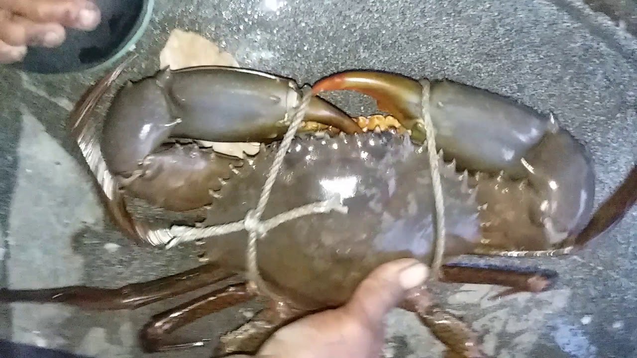 SAMOAN "mud"crab (deja vu - YouTube