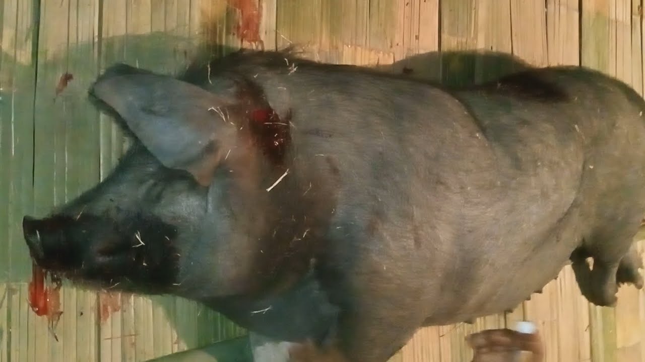 Christmas Pig 2022(Christmas Vawk)🐷🐟🐓Ngaibân PCI Church | Pig ...