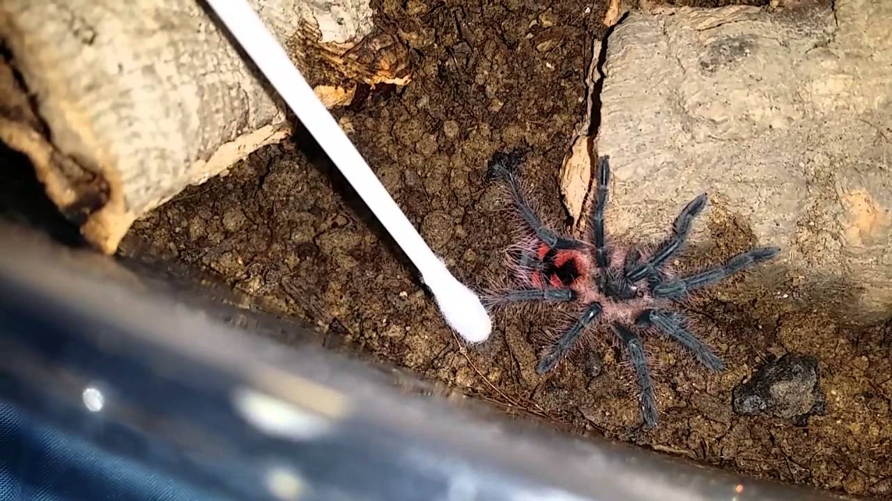 My p. Machala molted! - YouTube