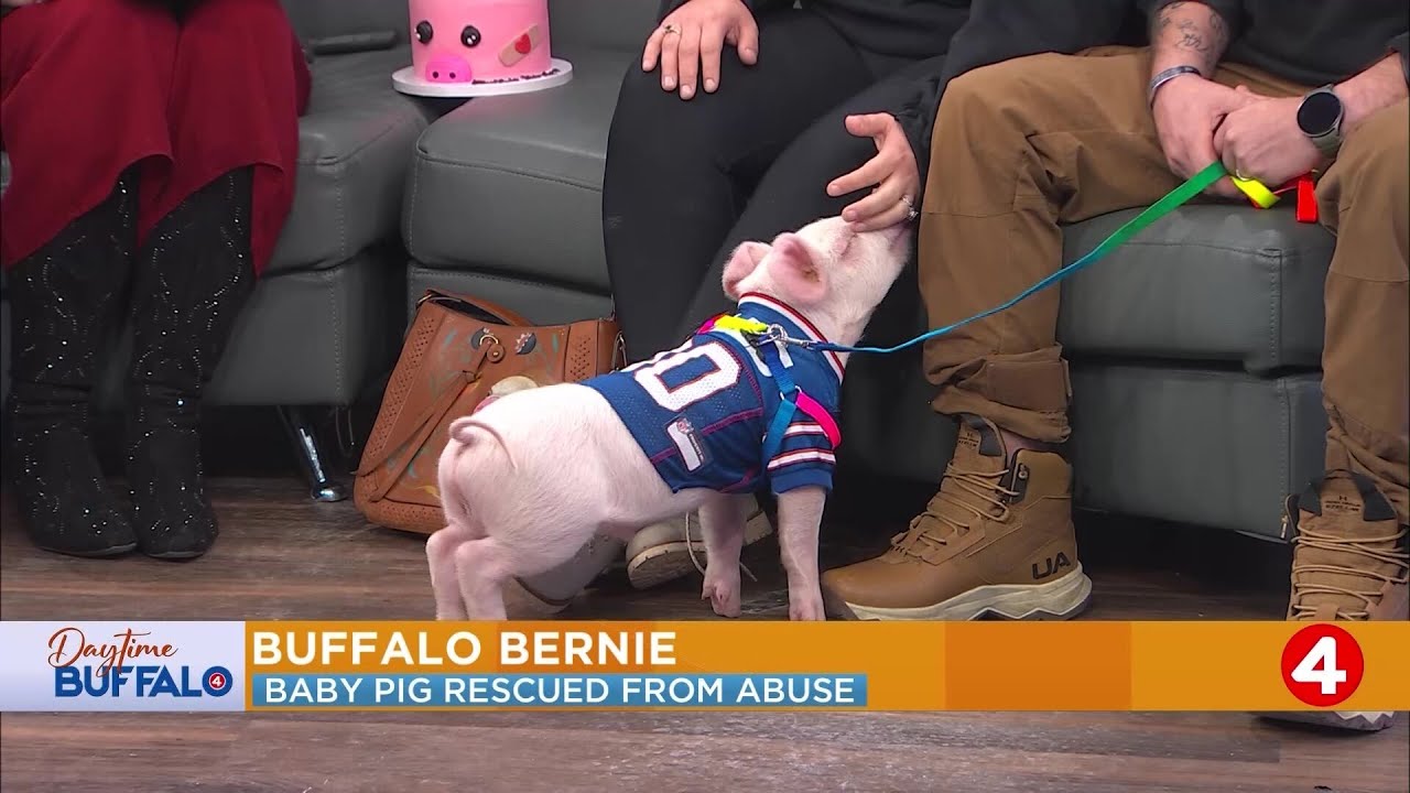 Daytime Buffalo: Buffalo Bernie | Baby pig rescued and now inspiring a ...