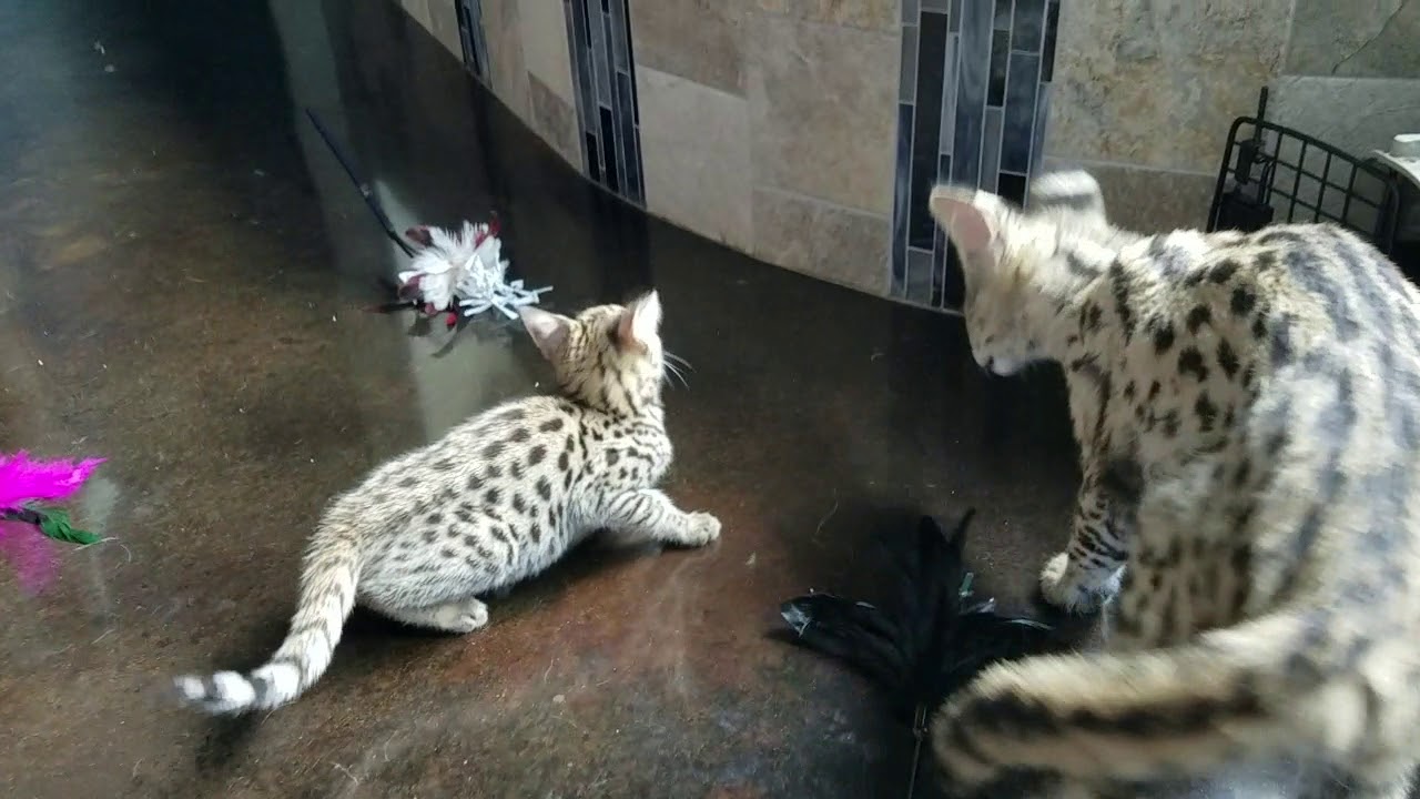 Serval and F2 Savannah meet - YouTube