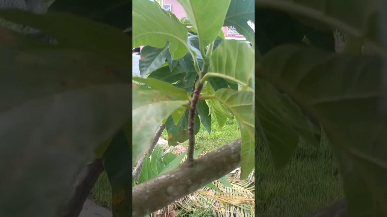 Grafting Breadfruit tree 🌱🍈 - YouTube
