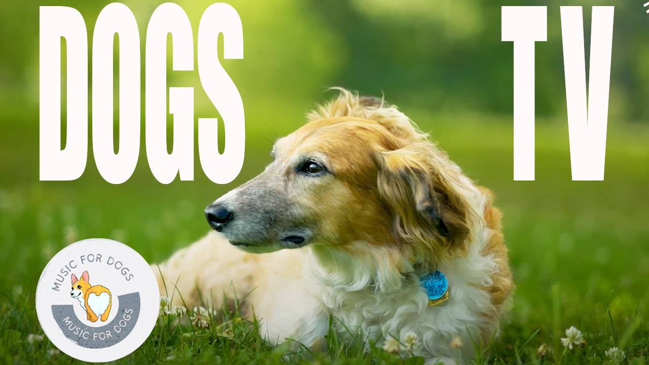 8 HOURS of Dog Calming Music🐶Music for Stressed Dog💖🎵Dog Separation Anxiety Music⭐ Healing Mate ...