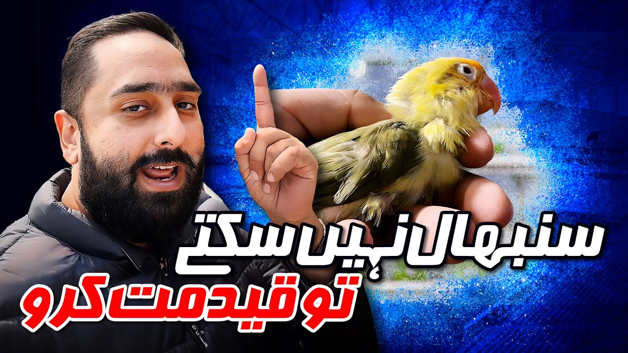 Vlog Breeding Of Lovebirds Youtube