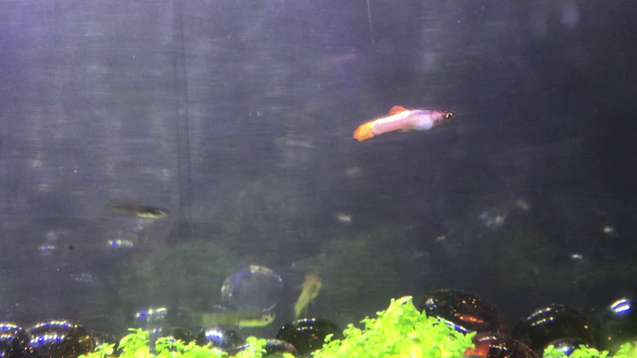 Flametail Chili Endler Line breeding Project - YouTube