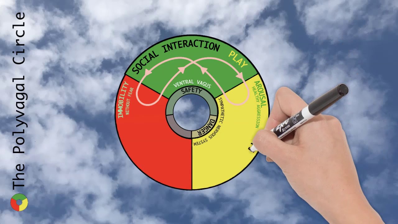 Polyvagal Circle (English Version) - YouTube
