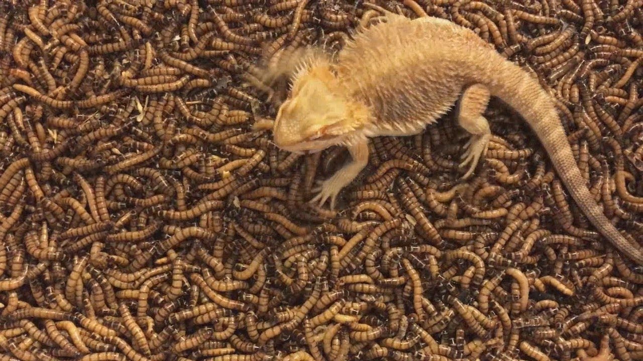 Bearded dragon VS 100 worms - YouTube