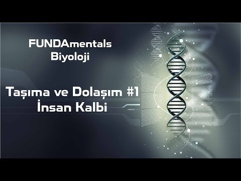 Taşıma ve Dolaşım #1 İnsan Kalbi