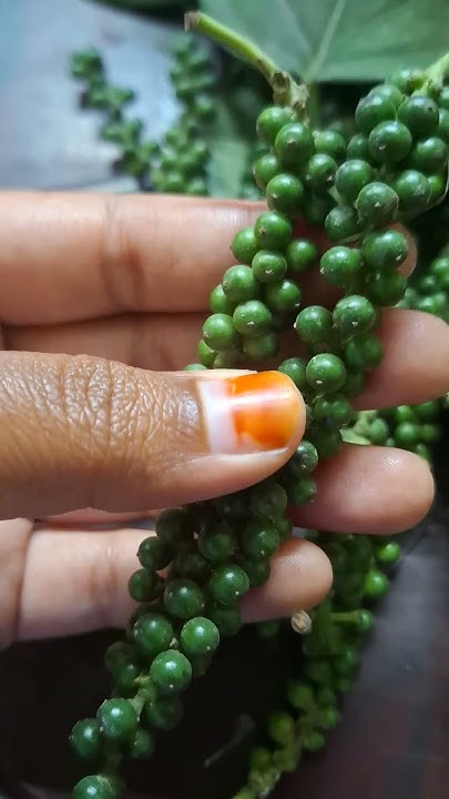 Miriyalu | plant| Black pepper| - YouTube