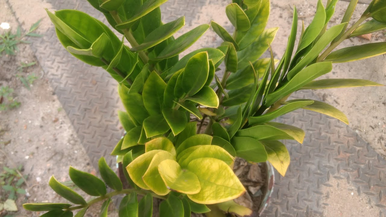 DICAS SIMPLES PARA FAZER SETE PLANTAS FEIAS FICAREM BONITAS - YouTube