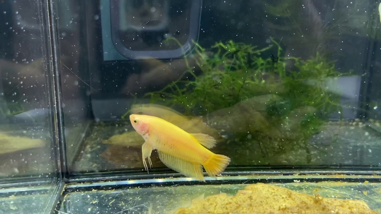 Banana Yellow Show Plakat Betta Fish Female @ Züri-Betta - YouTube