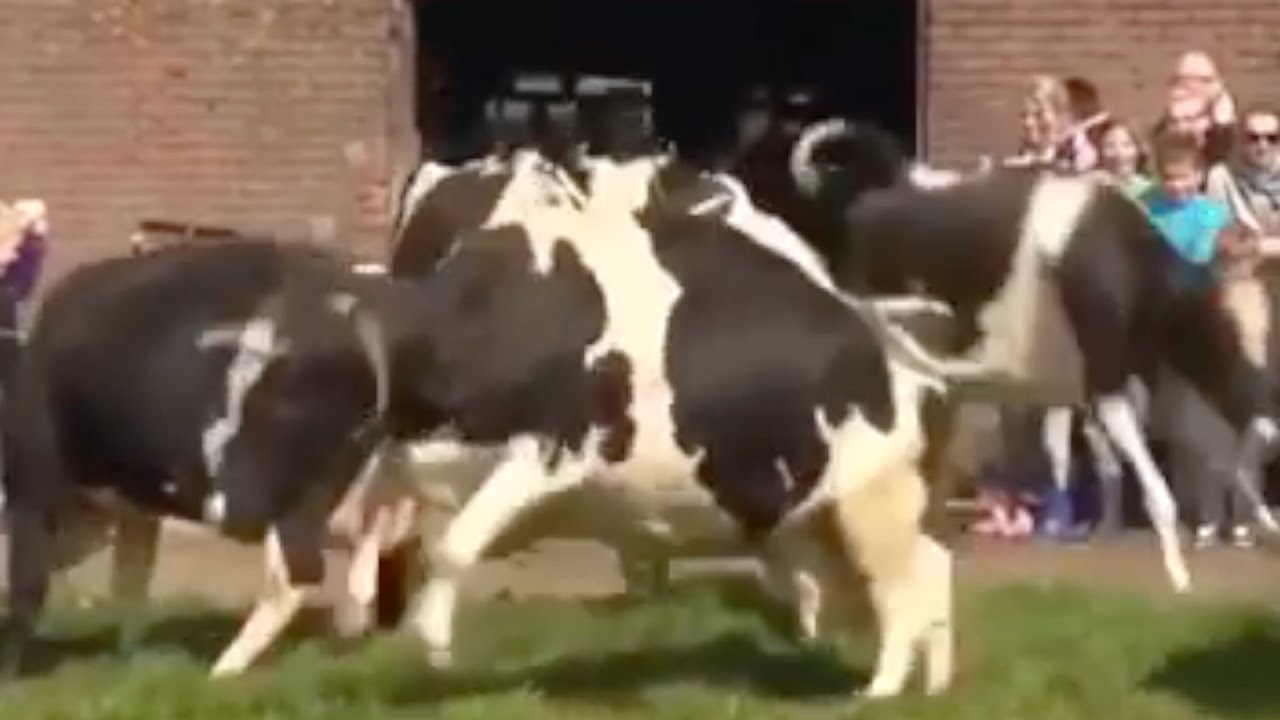 Cows see grass for the first time in 6 months! - YouTube