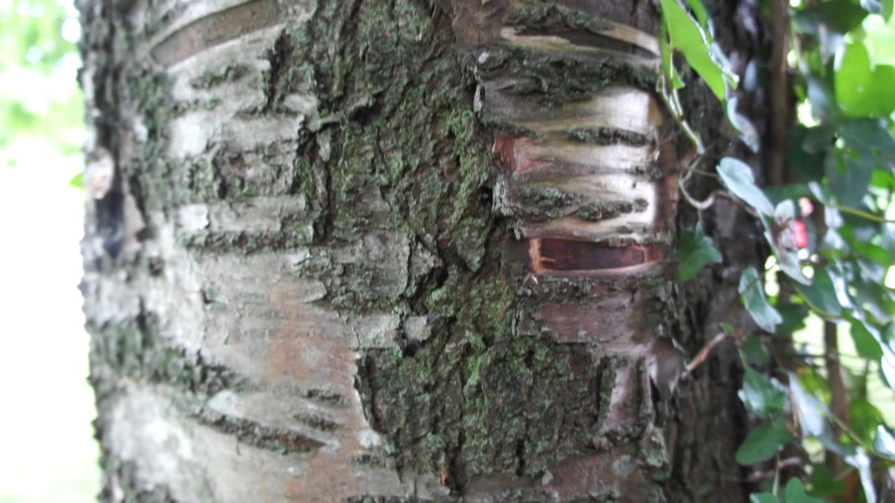 Educational videos on nature (Wild cherry - trunk close up) - June 2017 ...