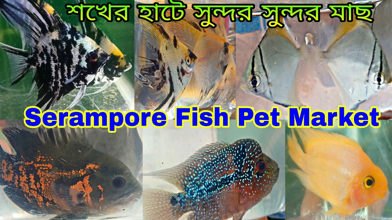 শ্রীরামপুর শখের হাটে | Serampore Fish Market | Serampore Pet Market ...
