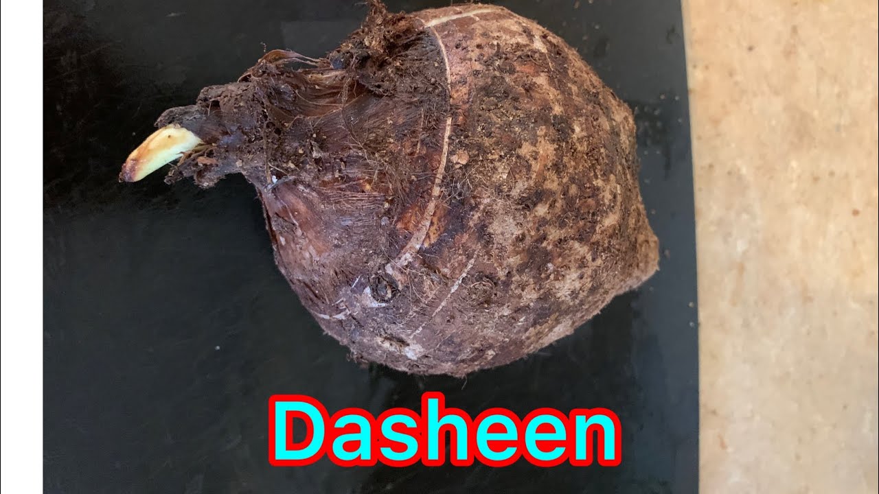 How To Cook Ground Provision | Dominica 🇩🇲 | Dasheen Recipe | Dominica ...