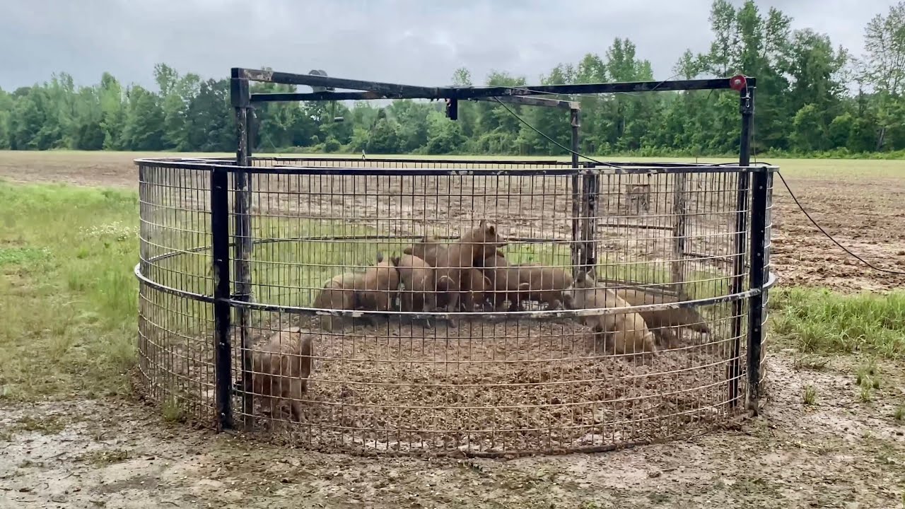 Trapping pigs while trying to save a corn field. - YouTube