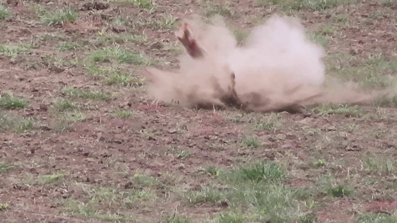 Exploding gopher .223 V-Max 53 grain - YouTube