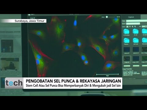 Pengobatan Sel Punca & Rekayasa Jaringan - YouTube