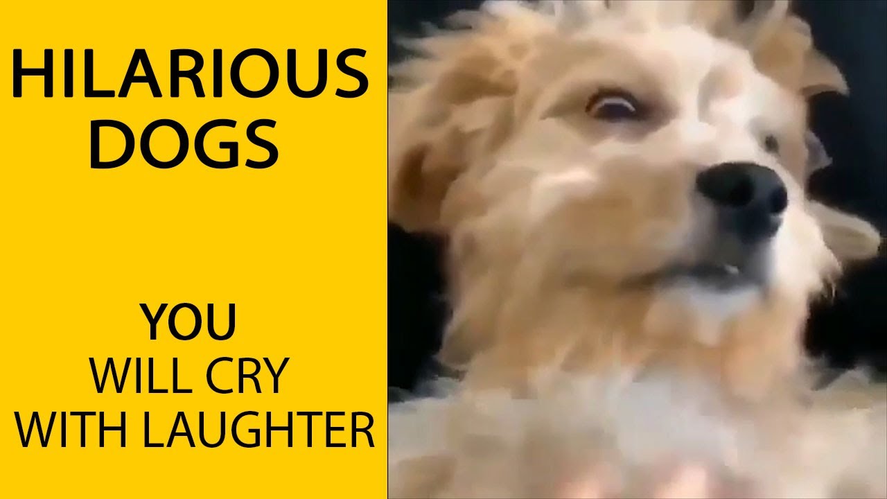🤣 HILARIOUS dog 🐶 videos that will MAKE YOU CRY with laughter (Must see ...