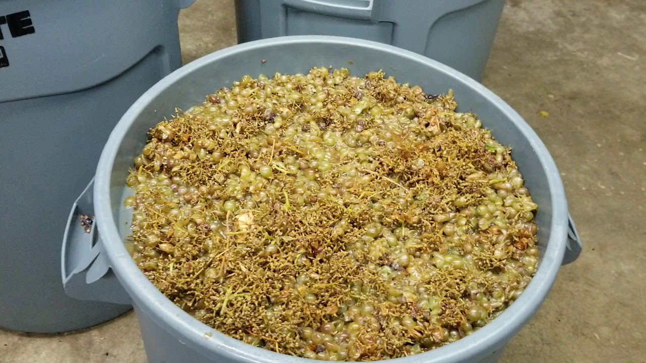 White Wine 24 Hour Cold Soak - Winemaking 11 - YouTube