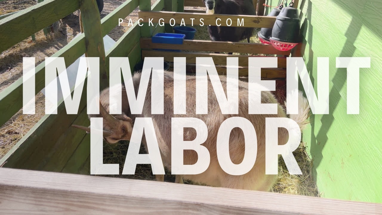 🐐 Imminent Labor Signs in Does | What to Watch for This Kidding Season ...
