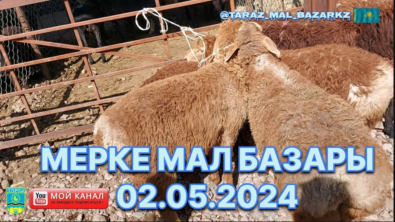 02/05/2024 Қой ешкі бағасы / Мал базар Мерке / Mal bazar - YouTube