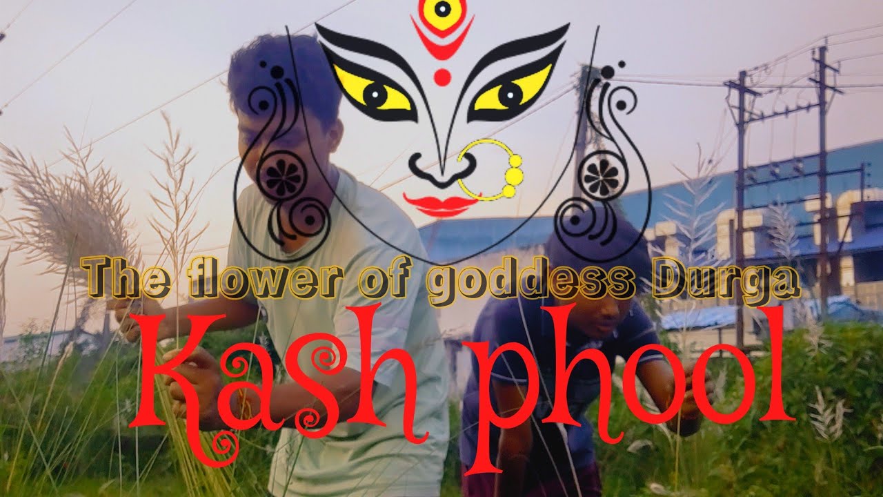 Kash phool (Kans grass) the flower of goddess DURGA MAA # ...