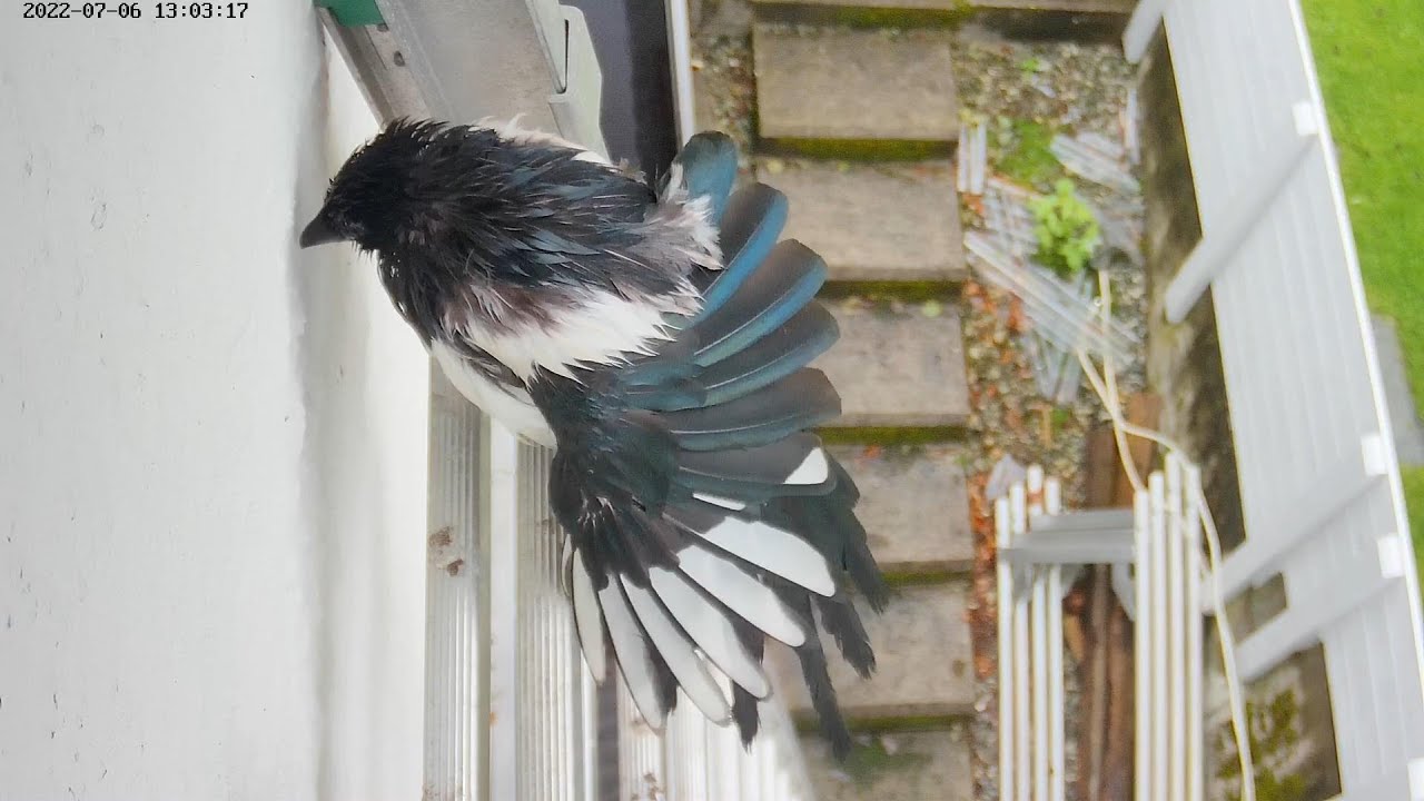 220706 magpie, rainy day, molting - YouTube