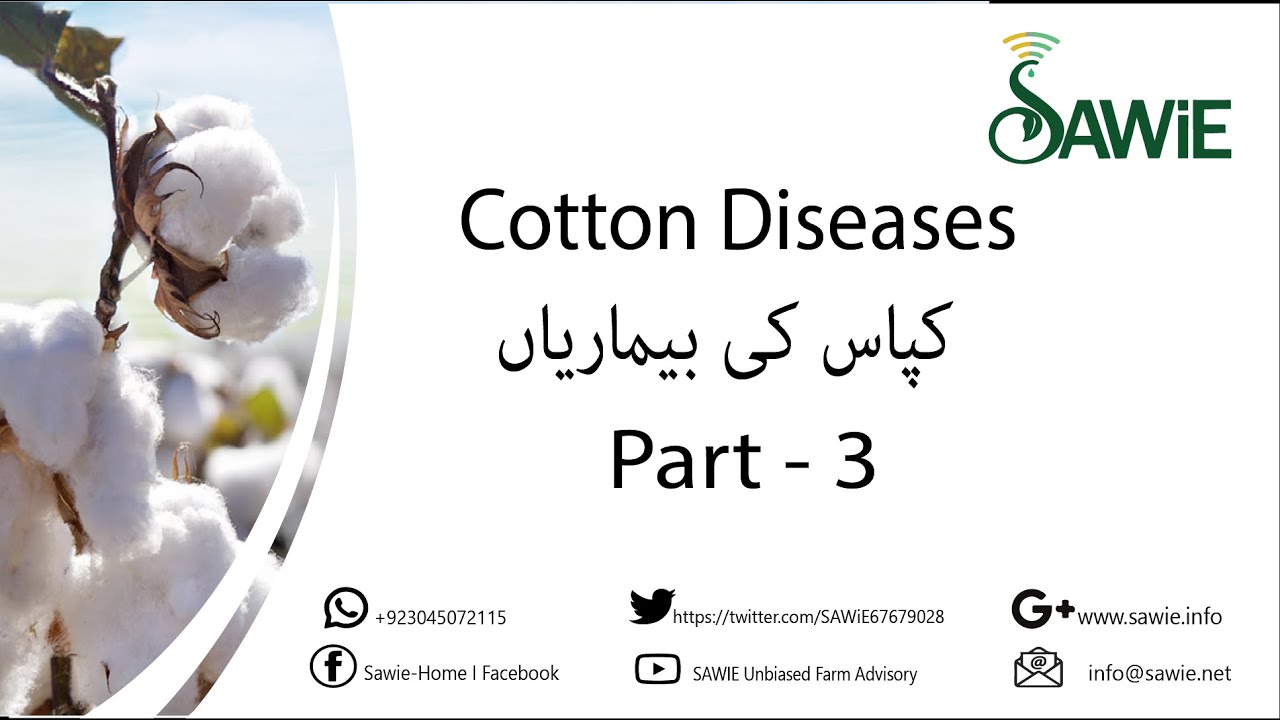 Cotton Diseases | Cotton Ball Rot | SAWiE | Urdu - YouTube