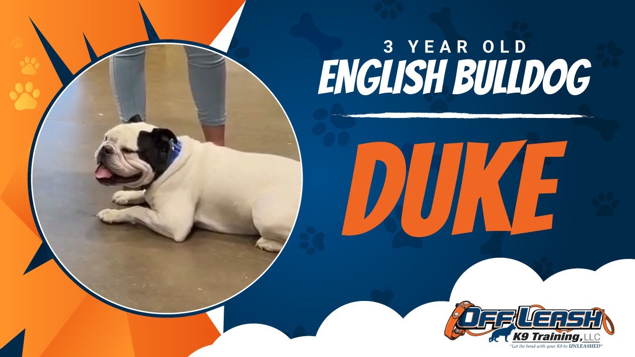English Bulldog 3 Years, Duke | Best Dog Trainers Thornburg VA, etc ...