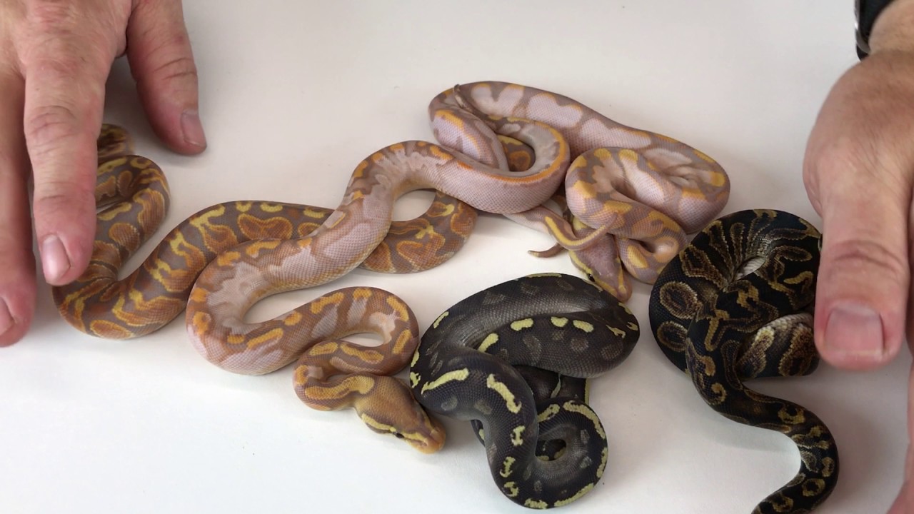 2017 Ball Python video 3 - YouTube