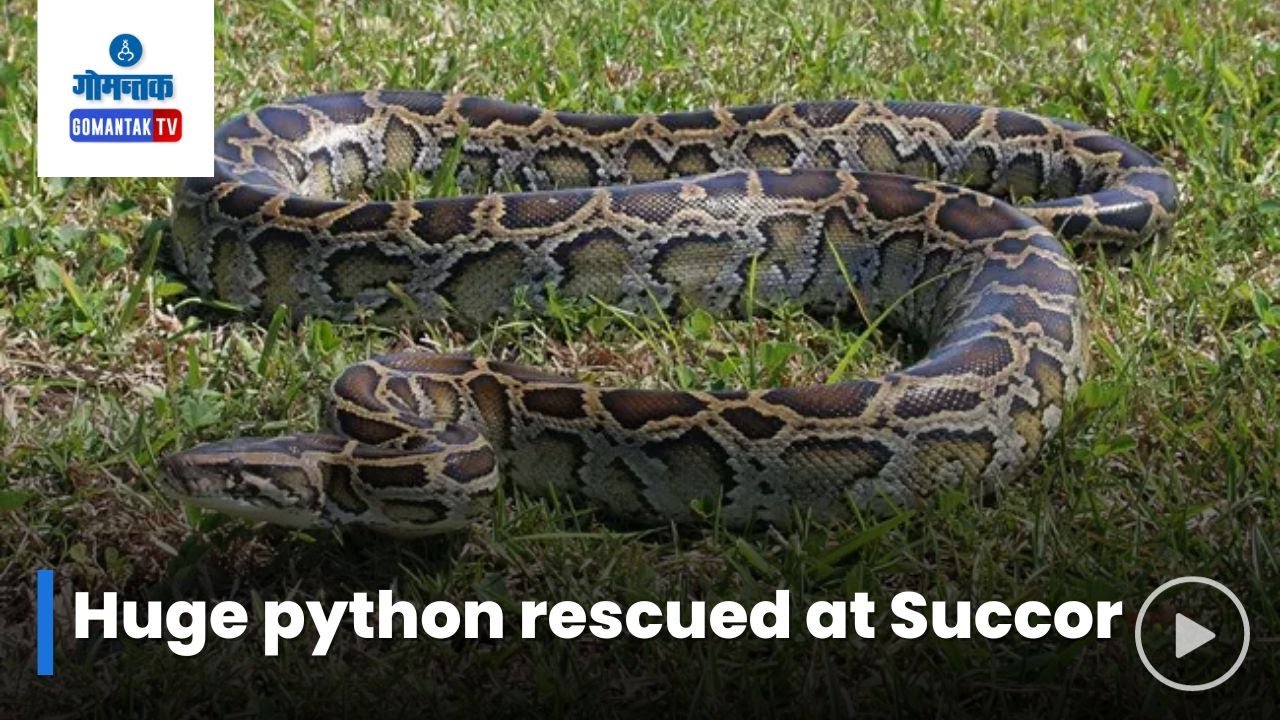 Python Rescued - सुकुर येथे भल्या मोठ्या अजगराची सुटका | Gomantak TV ...