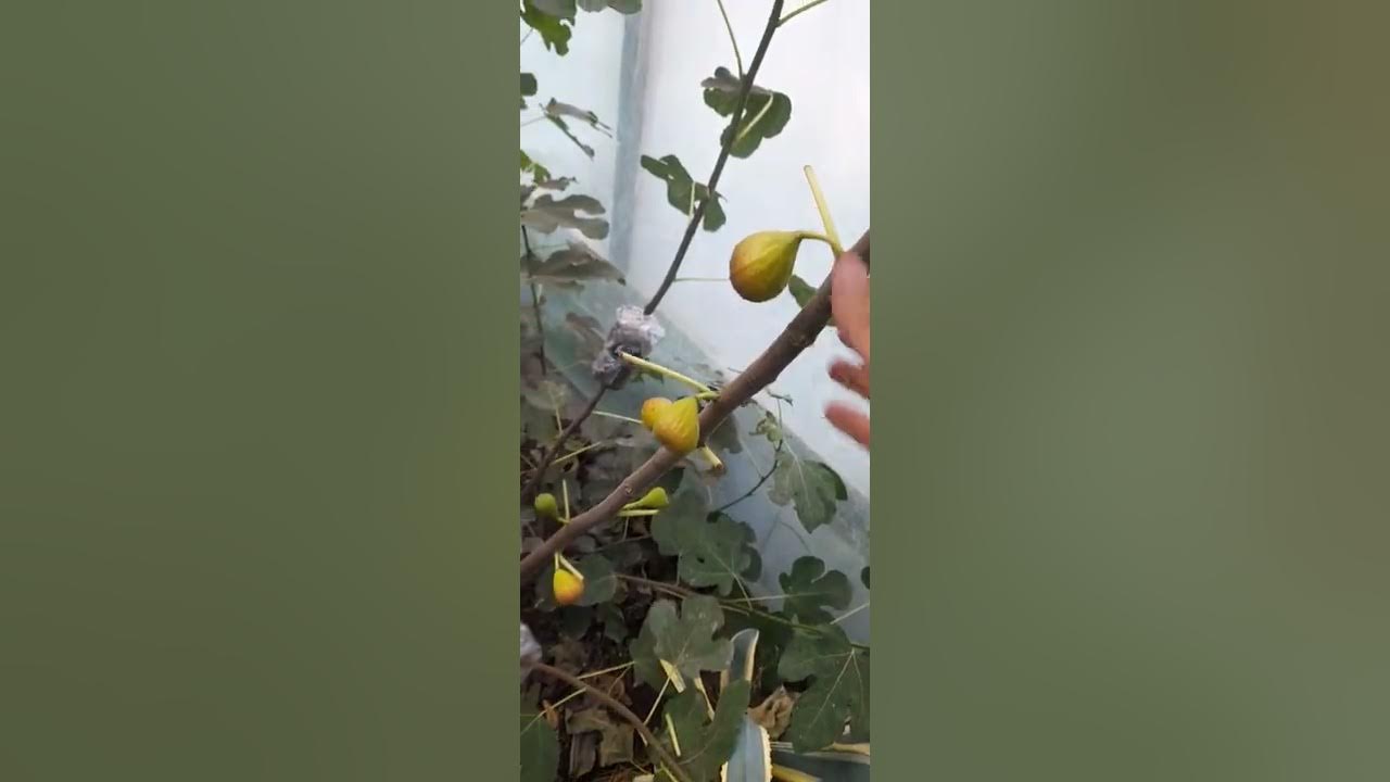 Инжир Карликовый(LDP) - YouTube